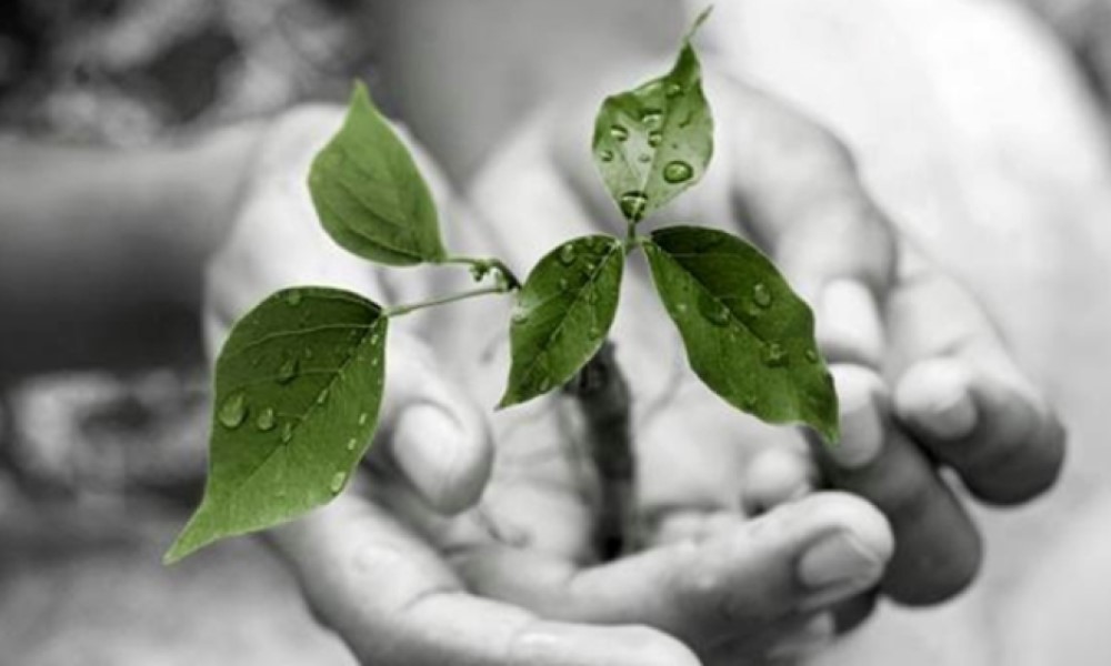 How Can Business Be Sensitive to Ecology? - InnerEngineering.com